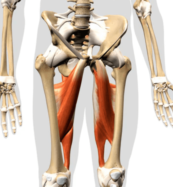 Adductoren - De Pijnvrij Methode®